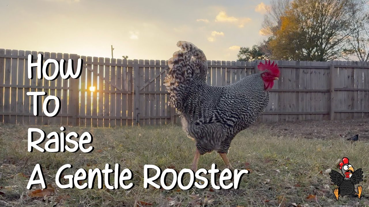 How to Raise a Gentle Rooster - YouTube