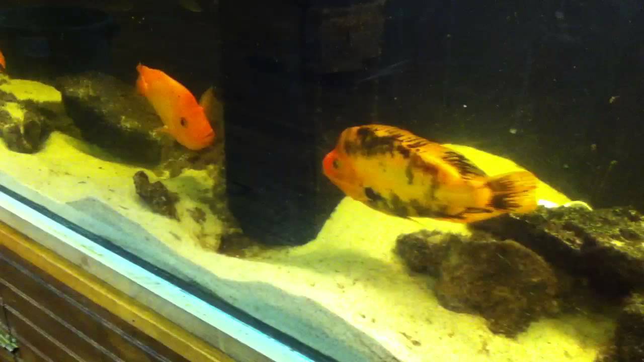 Mom/Dad Fish protect babies - YouTube