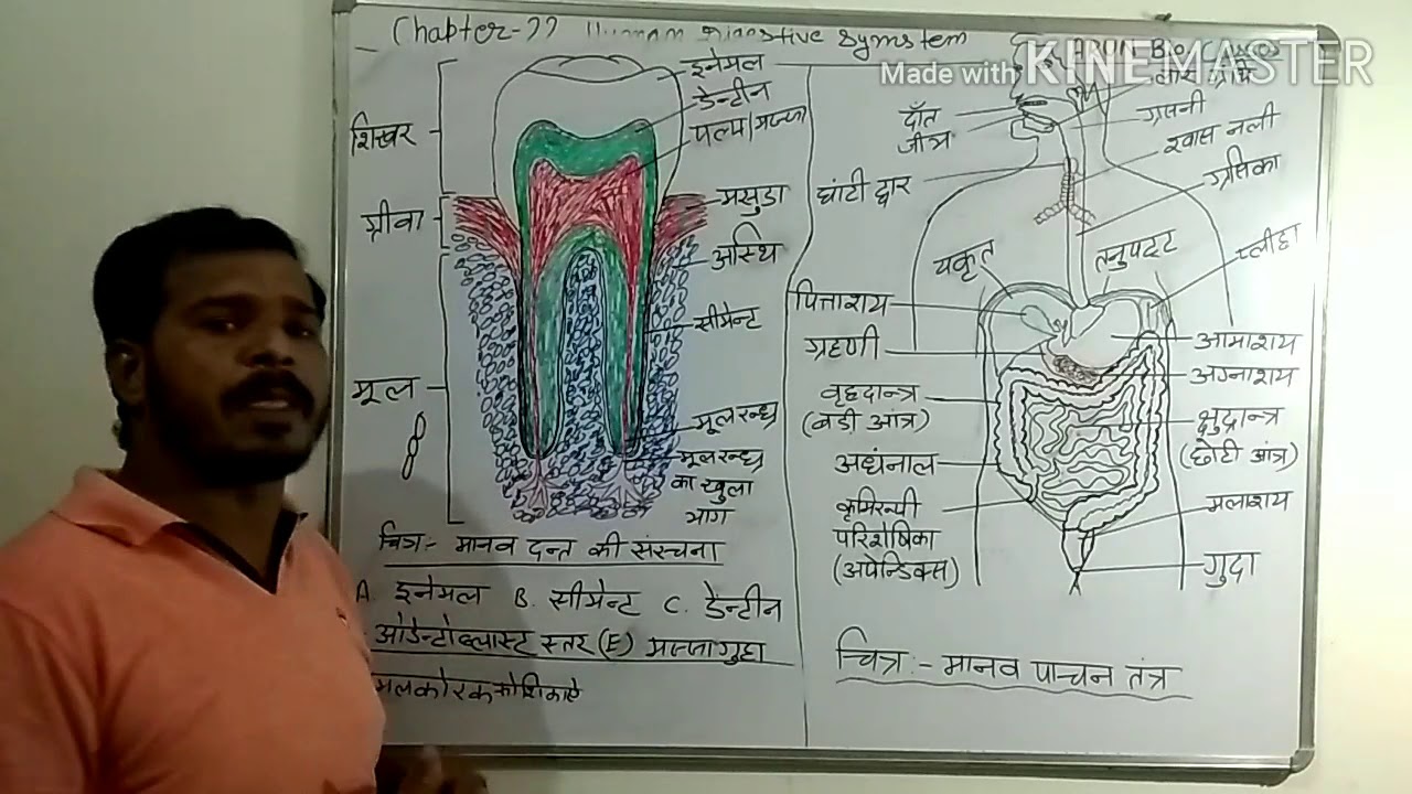 Human digestive system class 12th - YouTube