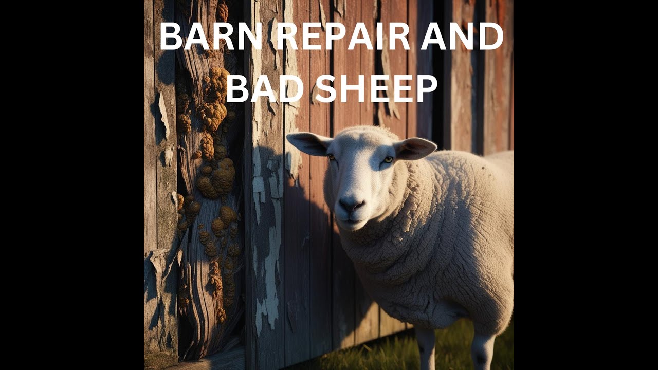 Barn Repairs and Bad Sheep, Repairing the Barn despite the sheep's ...