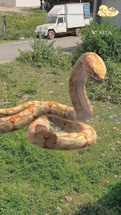 Python Graphics Youtube