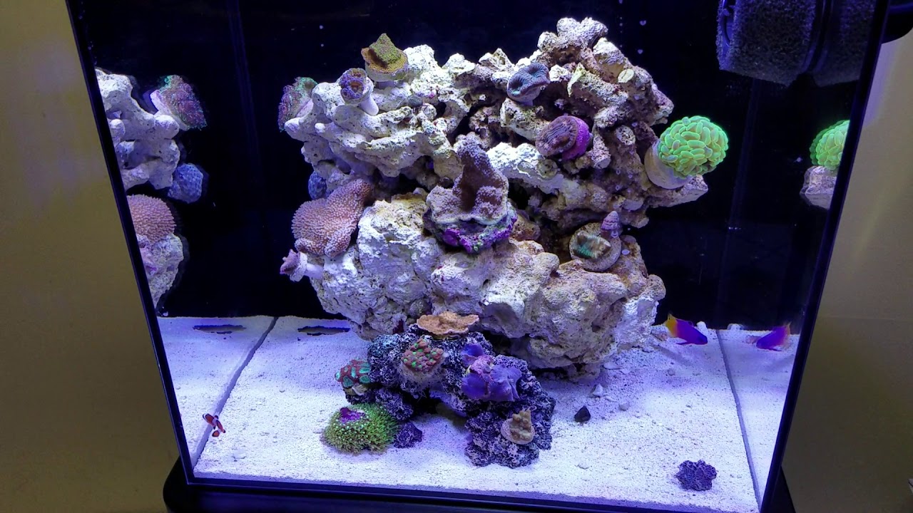 Waterbox 10 Gallon Nano Reef - YouTube
