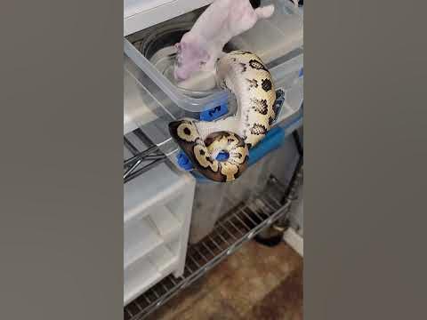Ball Python looking for a Meal #Shorts - YouTube