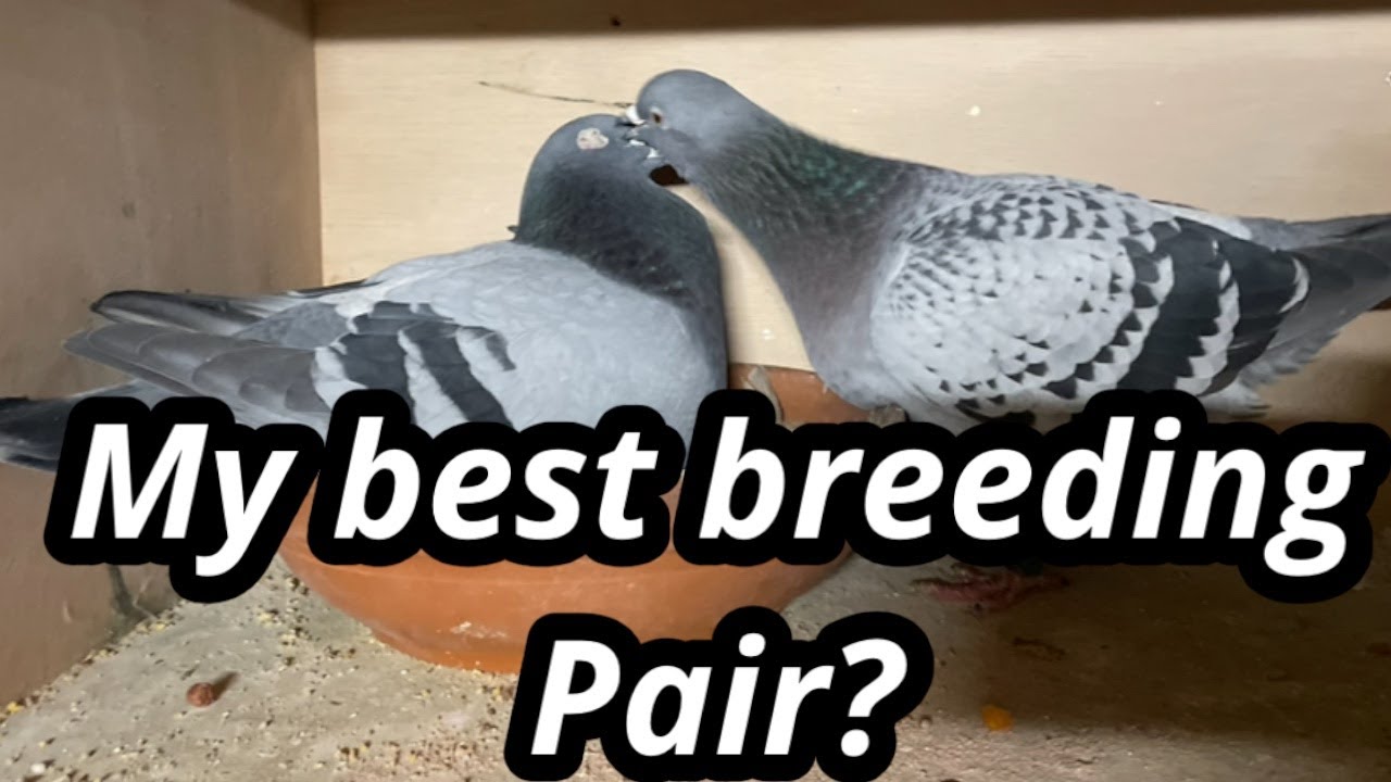 My best Breeding pair | Pedigree | Breeding Racing pigeons 2024 | - YouTube