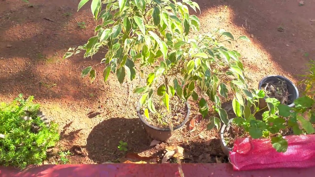 Men peeing on beautiful tree| Men pee outside| Fertilizing to plant ...