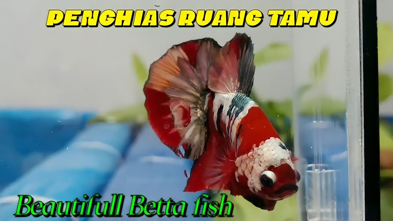 Cantiknya ikan cupang multicolor || BETTA FISH INDONESIA - YouTube