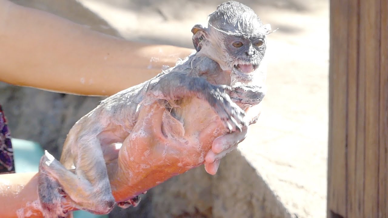 Miki took a bath, washed with soap and eliminated bad smells - Monkey ...