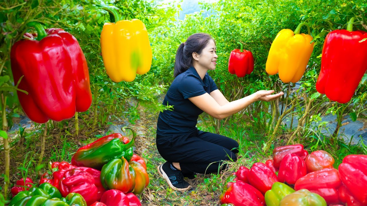 Harvest bell pepper & Goes To Market Sell | Harvesting And Cooking | Lý ...