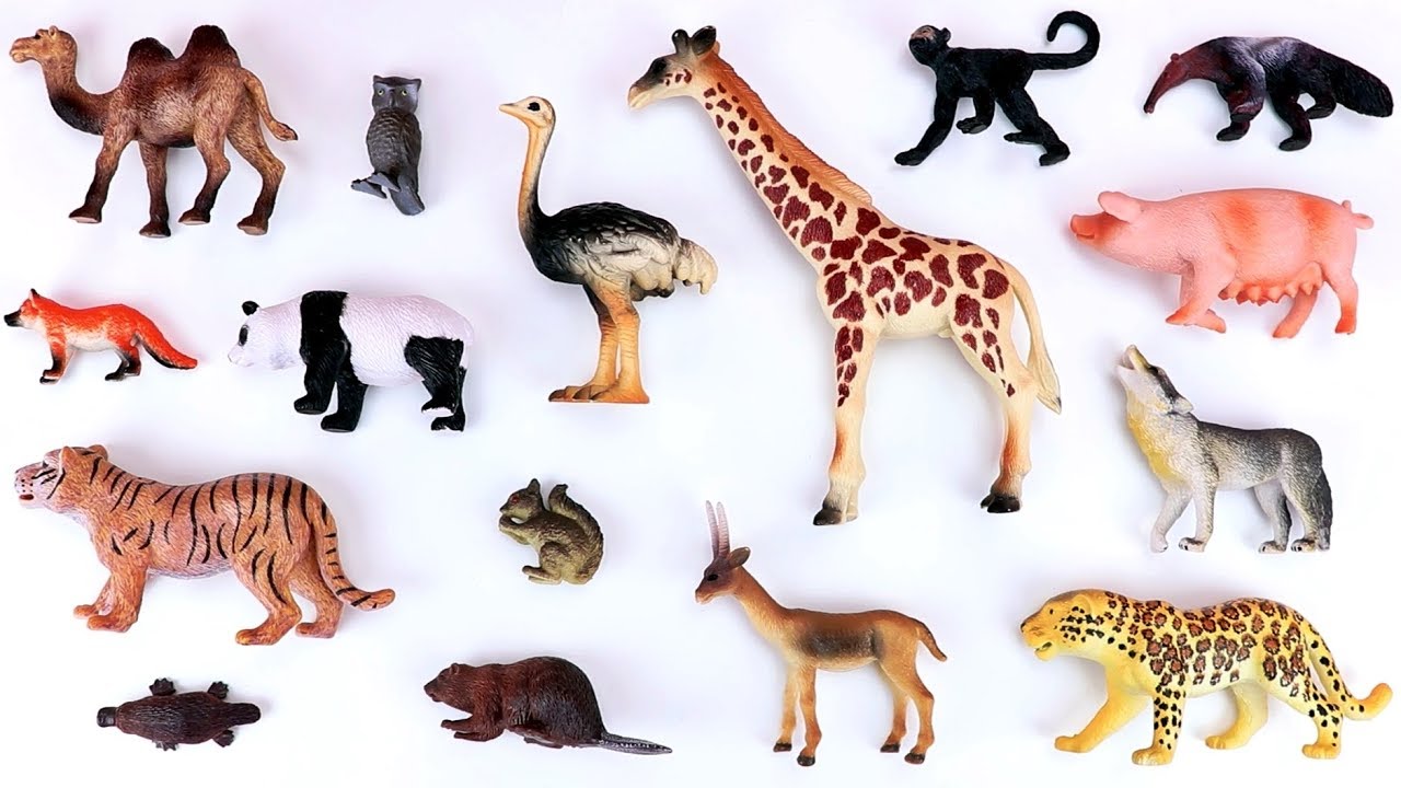 Imagenes Con Nombres De Animales Salvajes Imagui - vrogue.co