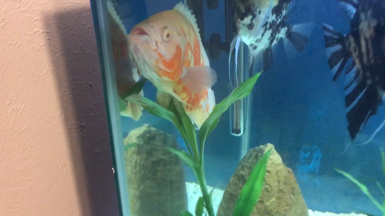 What Happened to my Oscar and Angel Fish??? - YouTube