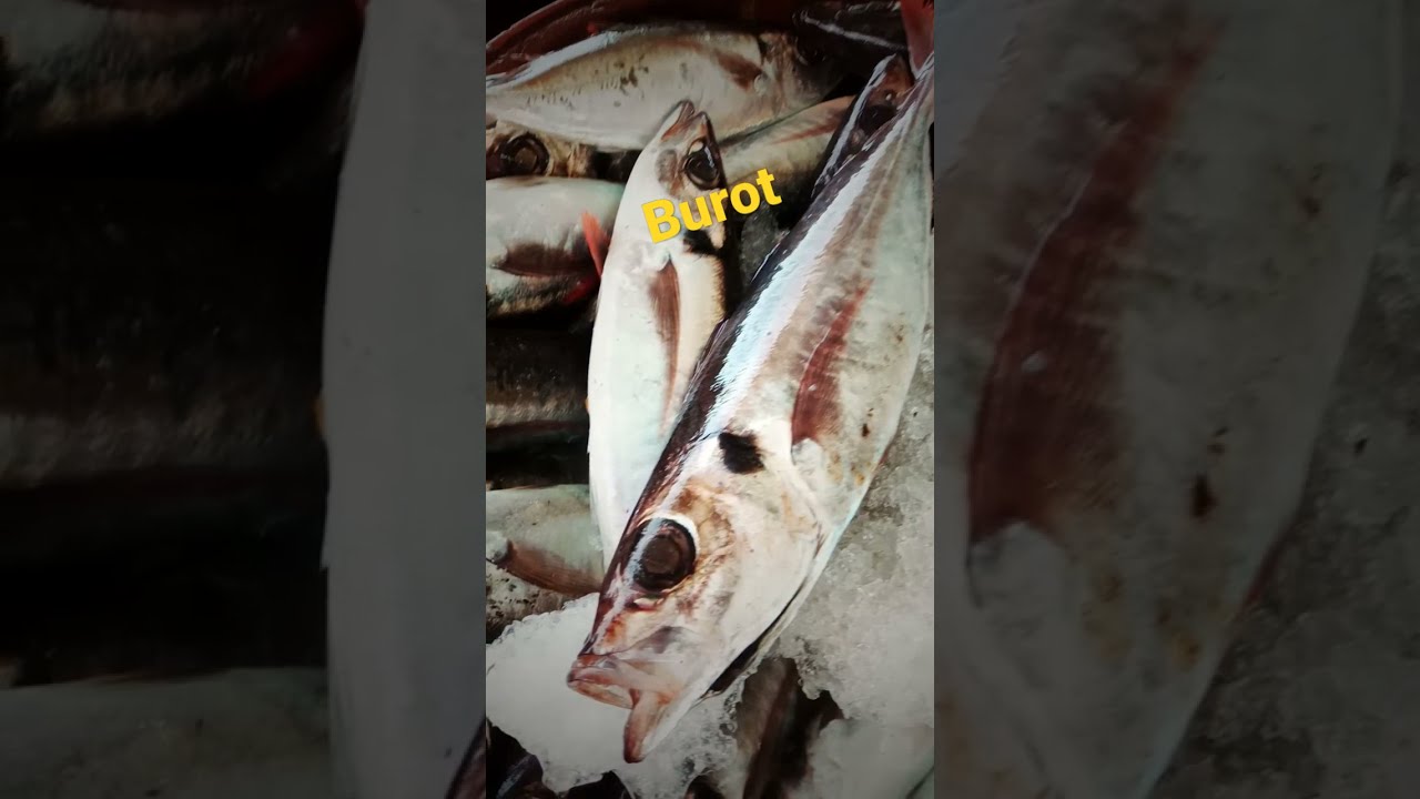 GALUNGGONG RED TAIL #dalahicanfishport#fish#shortvideo#viralvideo#viral ...