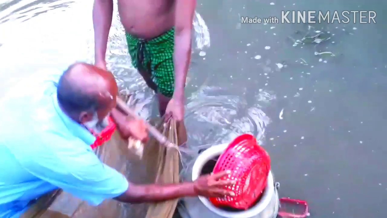 উন্নতমানের কার্ফু মাছের রেণু ও পোনা চাষ পদ্ধতি | ||karpo Fish ...