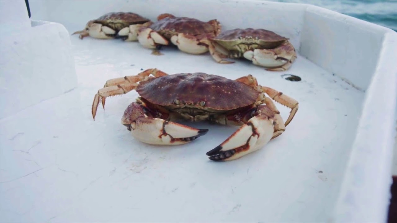 U.S. Jonah Crab: A New Taste for International Markets - YouTube