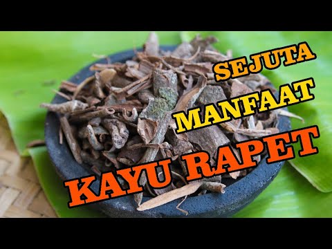 Bentuk Asli Tanaman Kayu Rapet dan Manfaatnya - Tanaman Herbal Keluarga ...