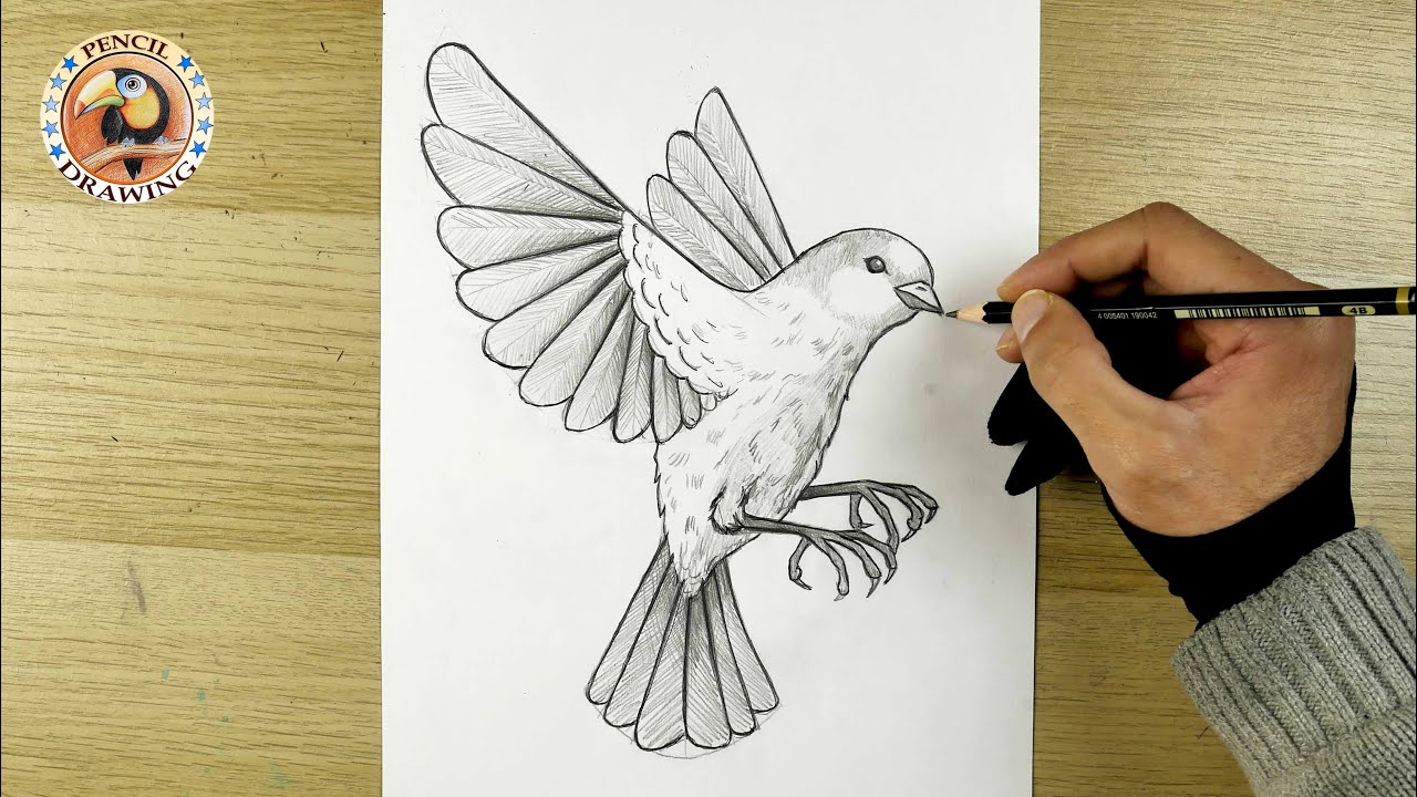 how to draw a bird | Simple Bird Drawing | Easy Pencil Sketch and ...