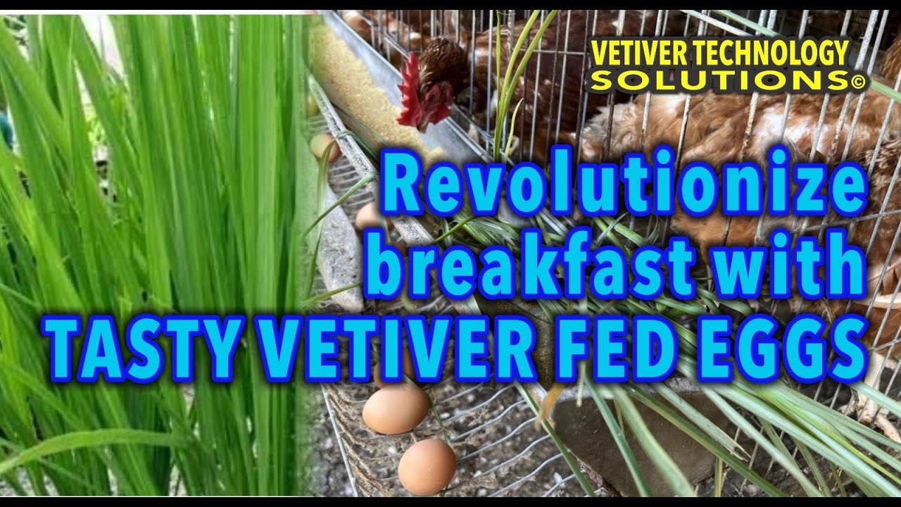 Egg-citing R@D Experiment: Vetiver Grass Feed Hens ( Transforms the ...