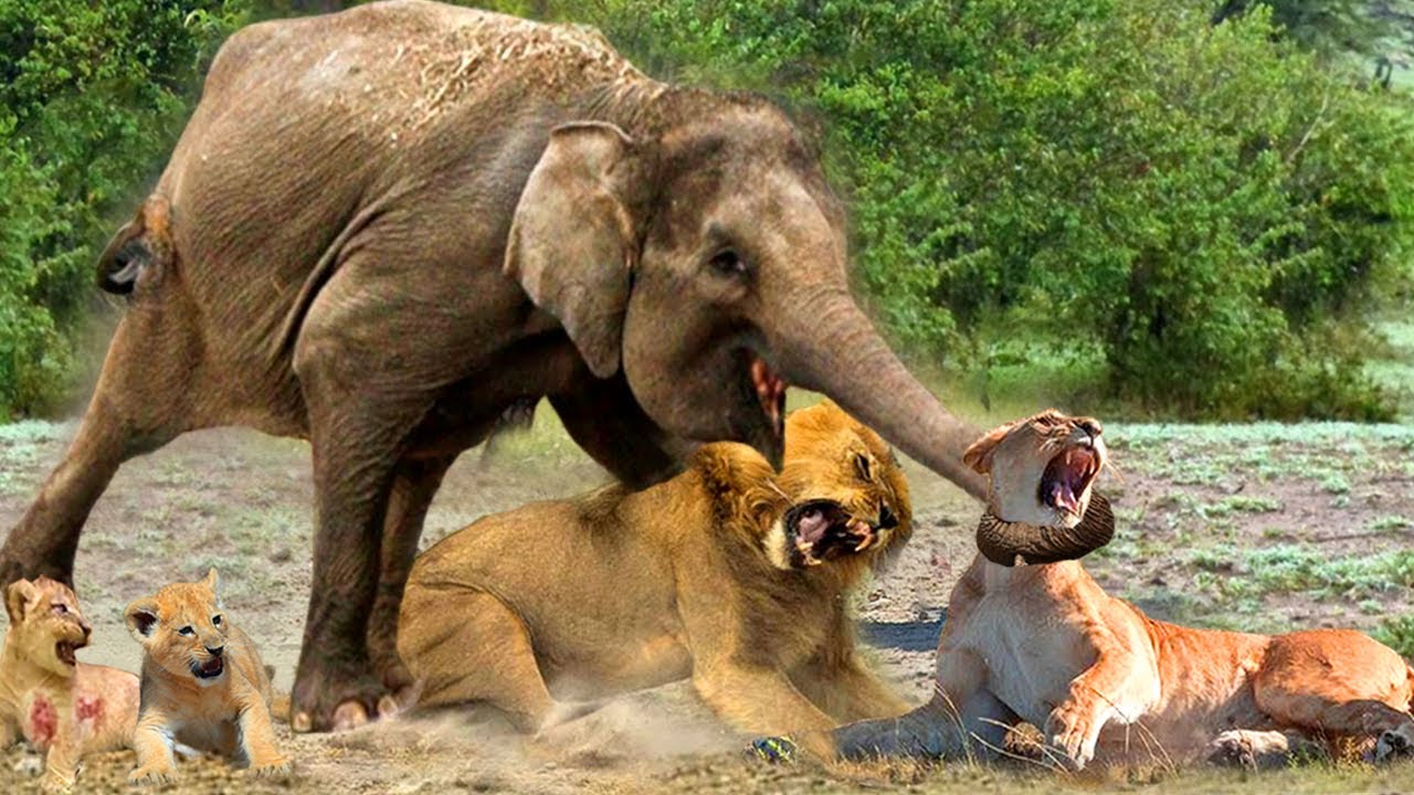 Horrible! Painful Lions Struggled To Escape The Giant Paw Of Angry ...