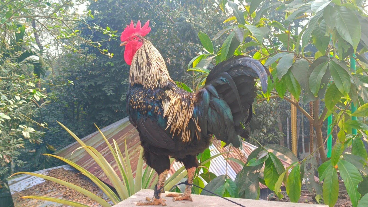 How to make a rooster crow | Rooster sounds in the morning - YouTube