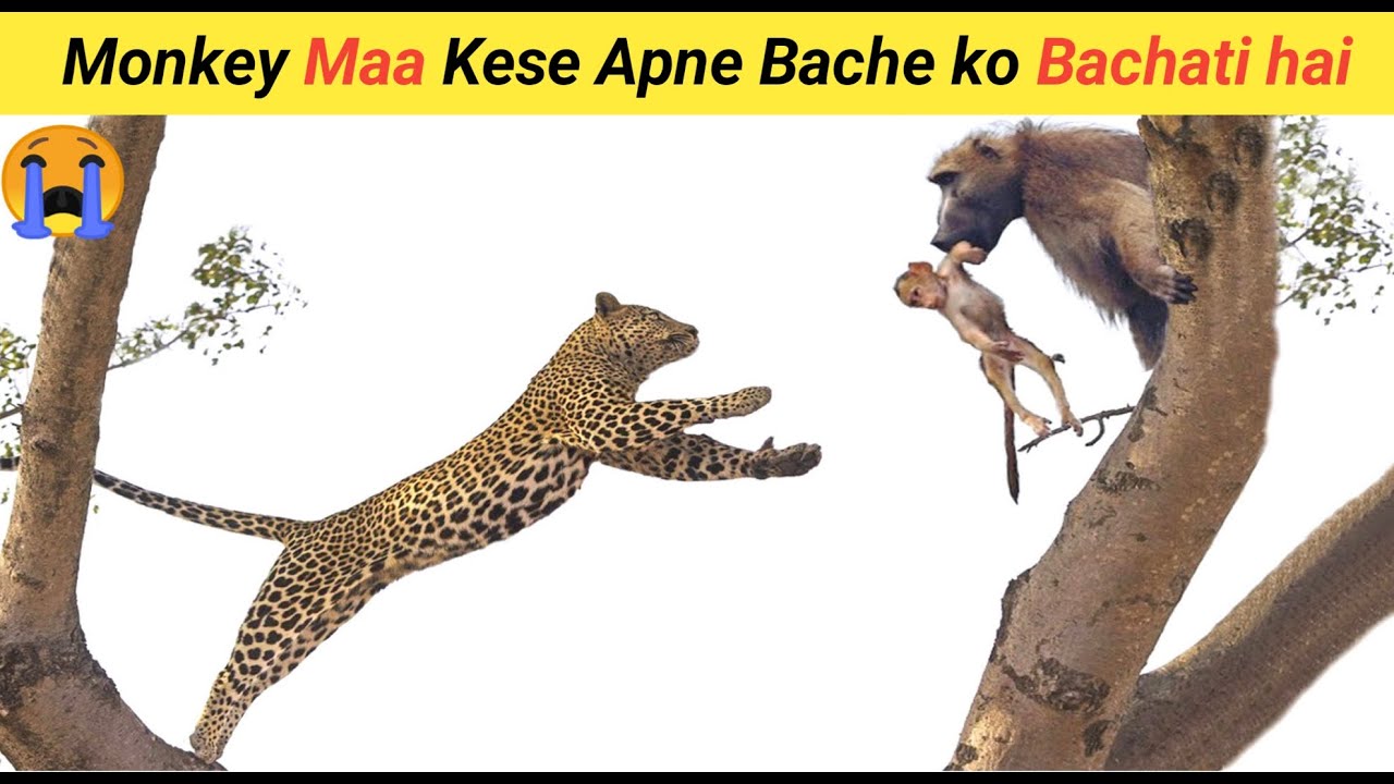 Animal mothers protecting their babies | Animal Mothers Fight for ...