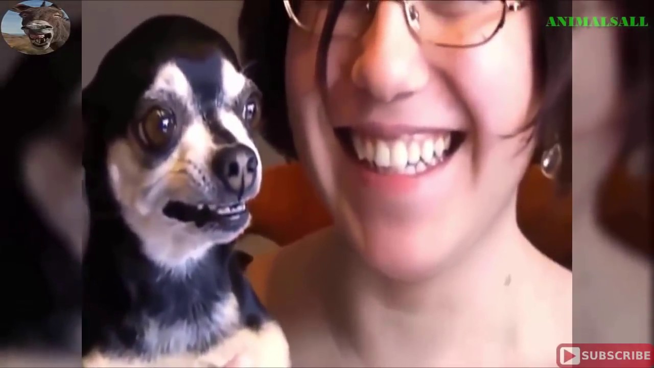 The Most humorous and ridiculous ANIMAL videos #5 - Funny animal - Try ...