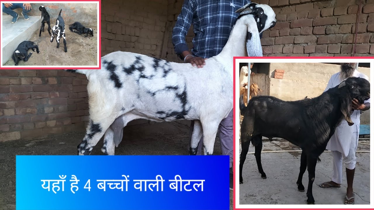 beetal goat farm। Beetal goat breed information। चार बच्चों वाली बीटल ...