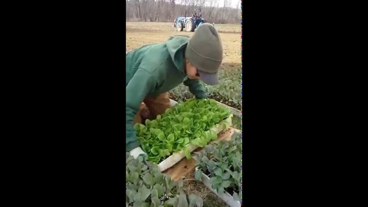 Speedling plug dislodger - YouTube