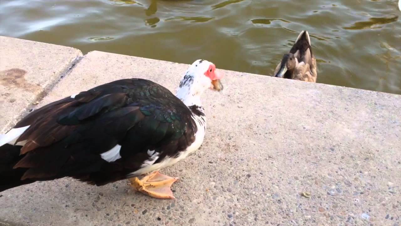 PATO COME PIRAÑA - YouTube