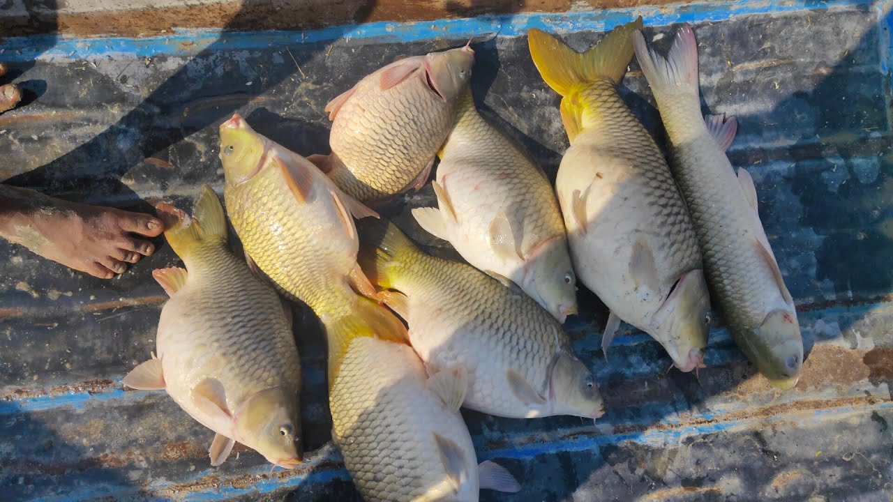 Bangaruthiga // Big fish - YouTube