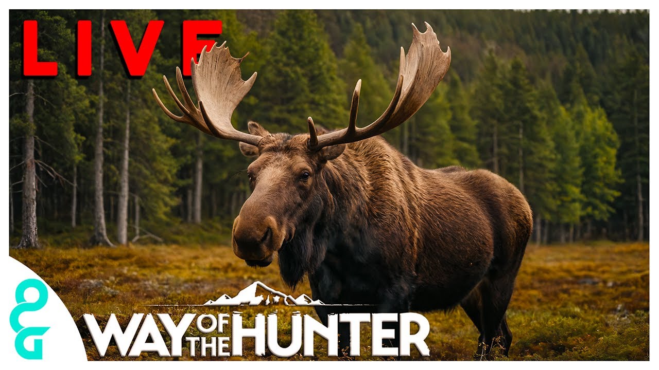 Hunting The Moose That Won't Die Way of the Hunter | LIVE 12_15_24 ...