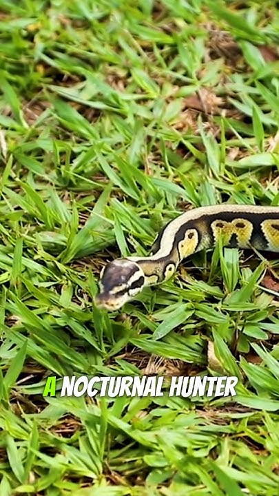 Interesting Facts About Ball Pythons – Amazing Pet Snakes! - YouTube