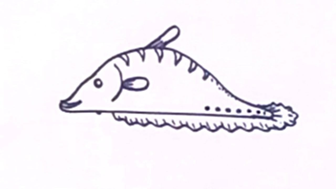 how to draw chitol mach morgina paper crafts & arts - YouTube