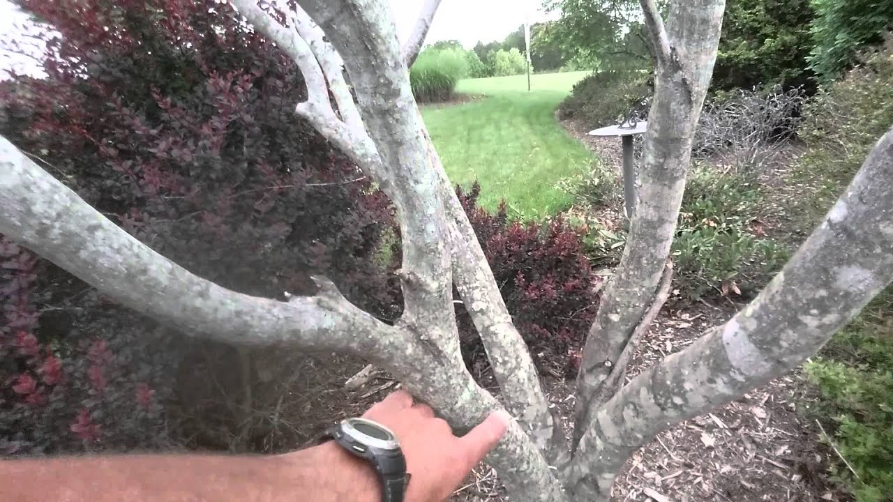 Ambrosia Beetle killing beautiful japanese maple - YouTube