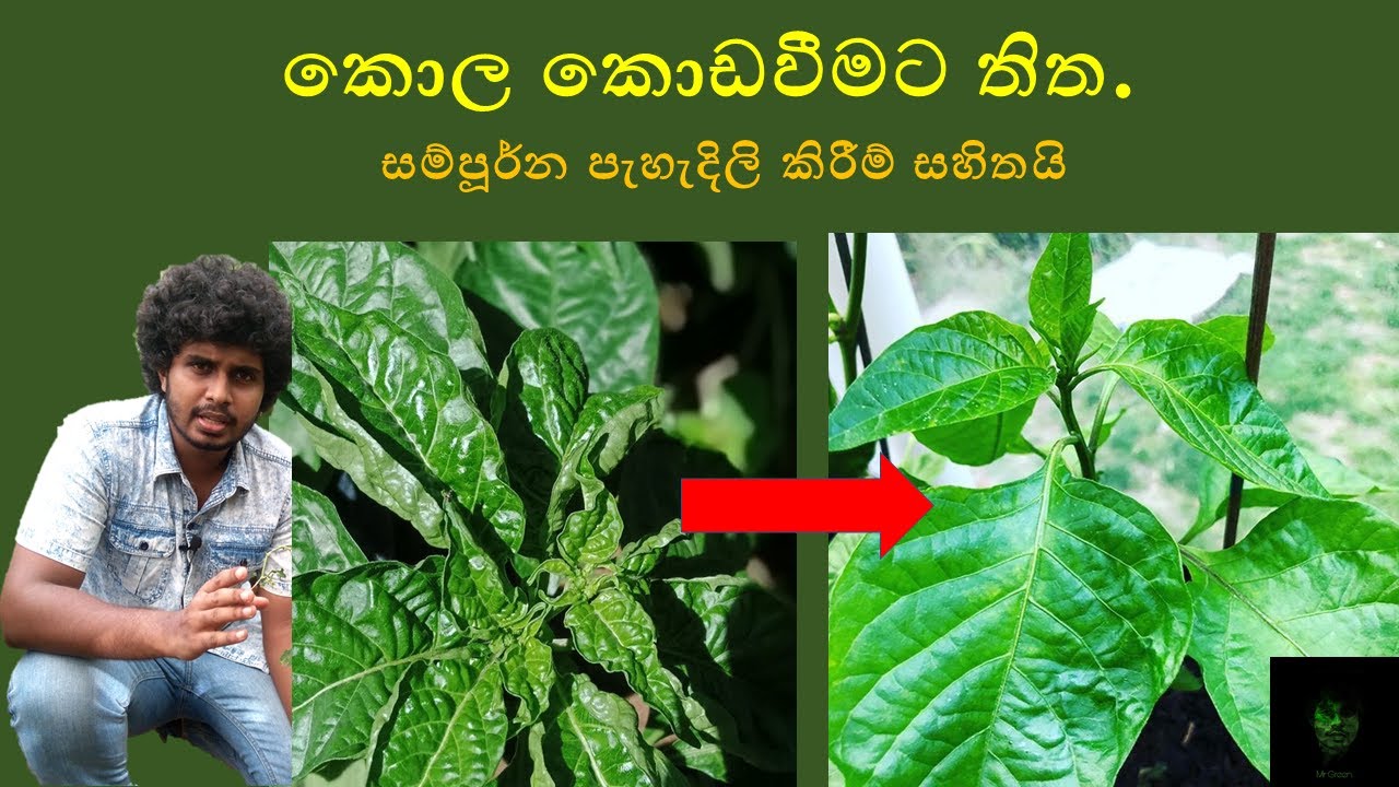 මිරිස් කොල කොඩ වීමට තිත | Miris kola kodaweema - YouTube