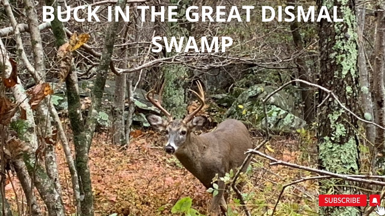 Swamp Deer (Buck) found in the Great Dismal Swamp! - YouTube