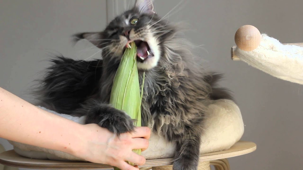Max the Cat - Eating some corn! - YouTube