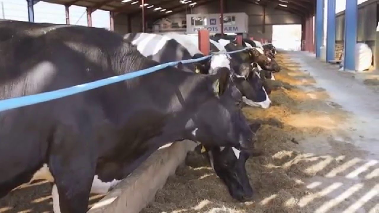 Robot de traite M2erlin Fullwood Packo - YouTube