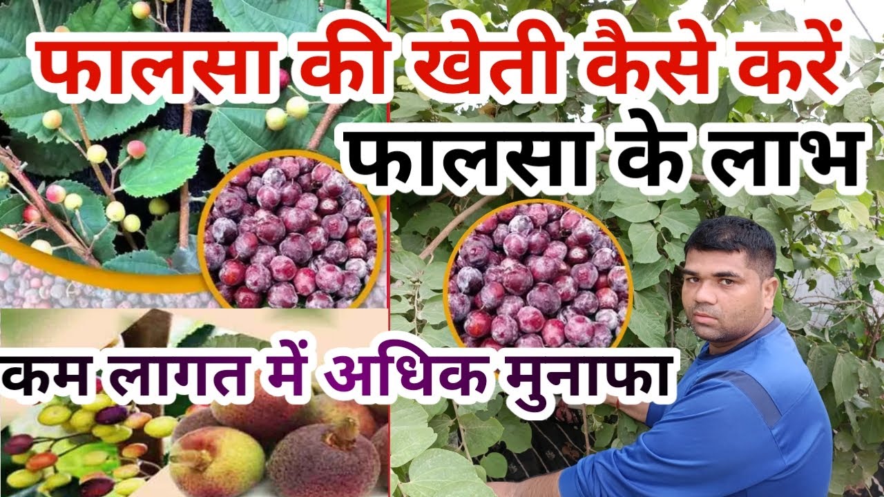 Falsa ki kheti kaise kare/falsa/falsa ka ped/falsa fruit - YouTube