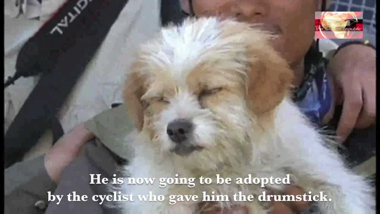 The Epic Journey of Xiao Sa, The Homeless Stray Dog who Beat 300 ...