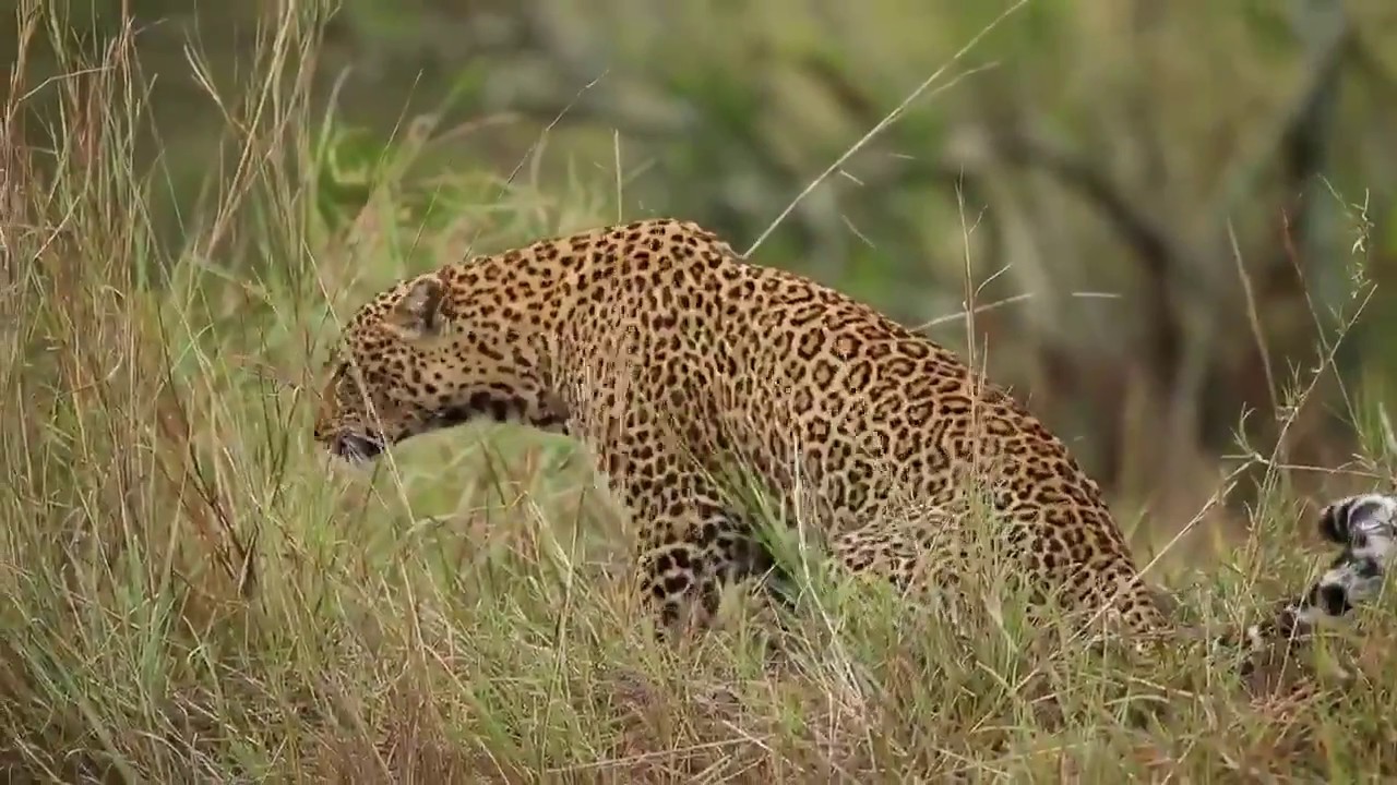 Leopard Cleaning Itself in Kenya - YouTube