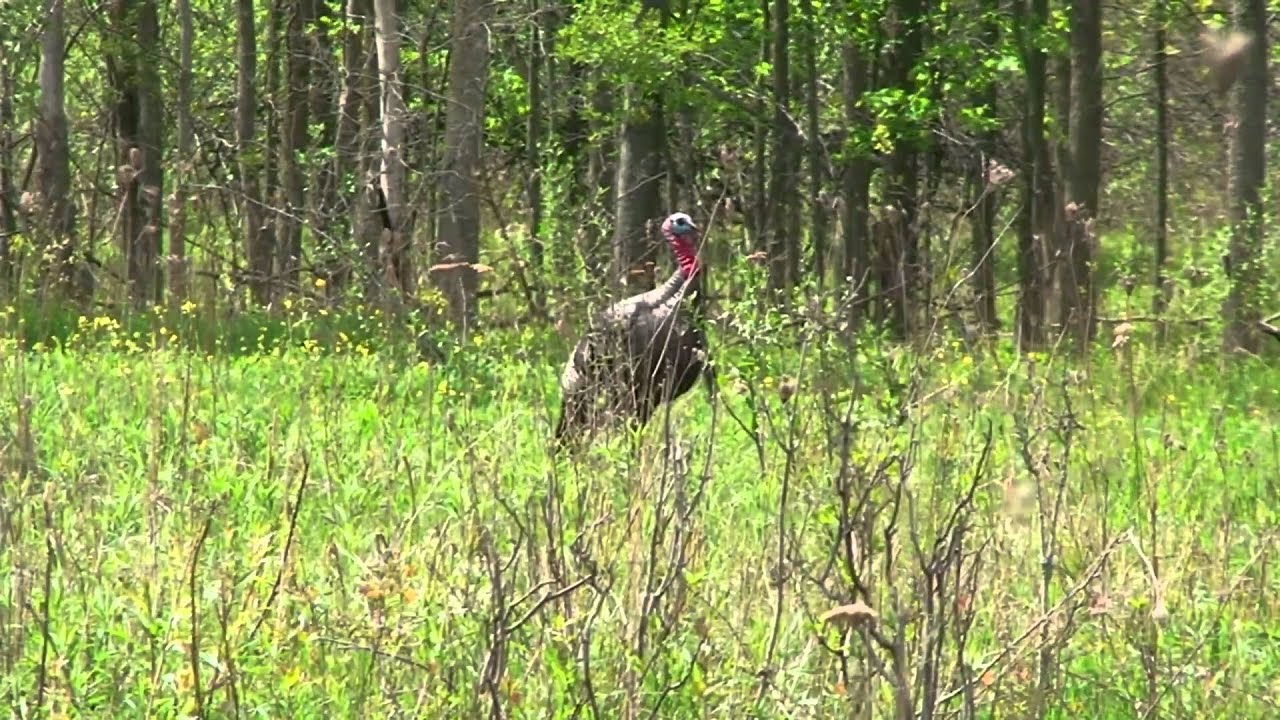 adam turkey 2010 - YouTube
