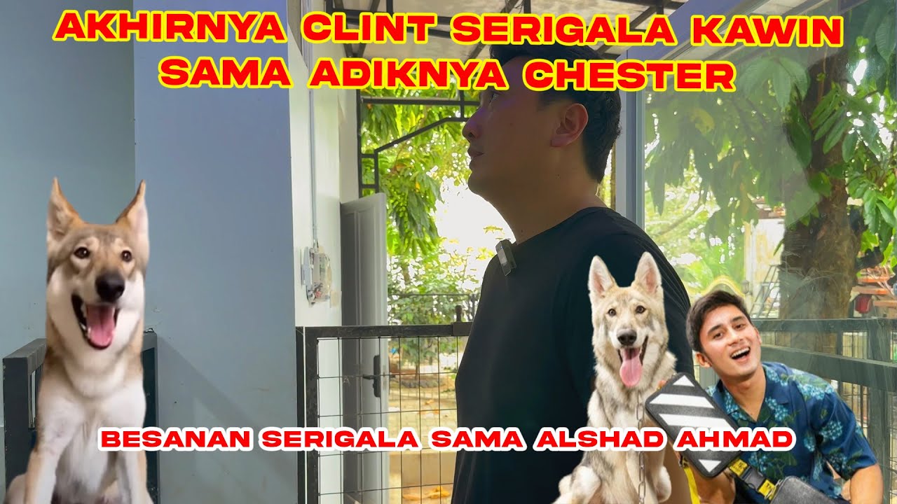 AKHIRNYA CLINT KAWIN SAMA ADIKNYA CHESTER AHMAD | SEMOGA ANAKNYA BANYAK - YouTube
