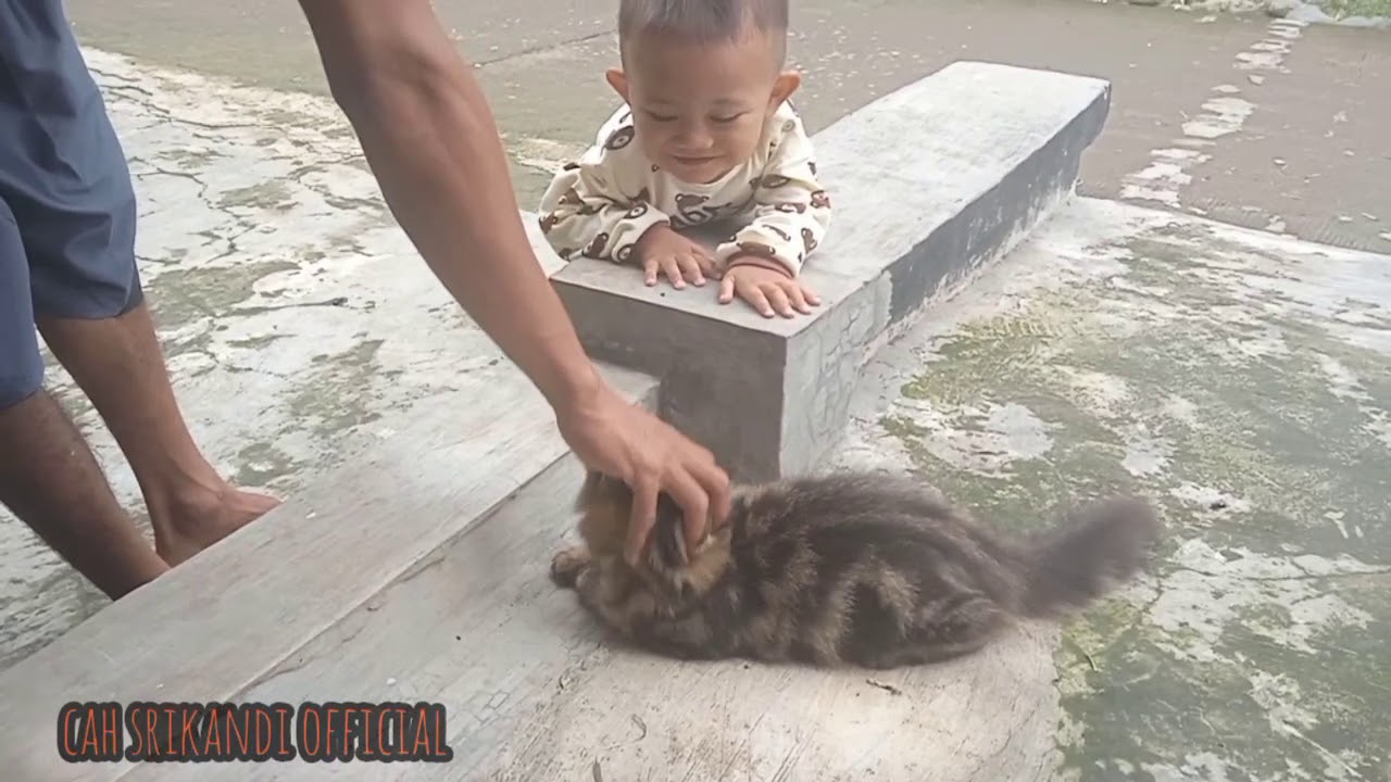 keseruan rafathar main sama kucing #kucing'y ngajakin main.. - YouTube