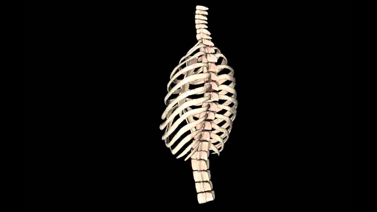 Rib Cage Accurate 3d Model With Verterbrae and Ribs 3D model from ...