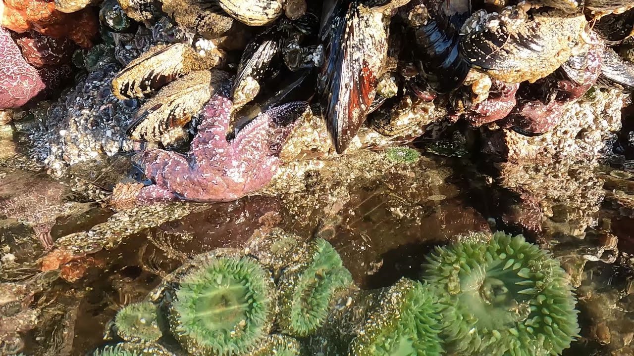 A grand tour of a tidepool castle. "Dragon's Toes" Gooseneck Barnacles ...