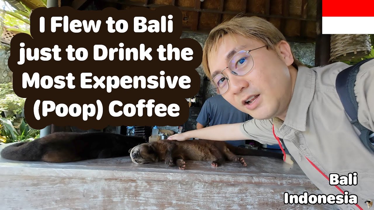 Top 5 Civet Cat (Luwak) Poop Coffee and Plantations in Bali, Indonesia ...