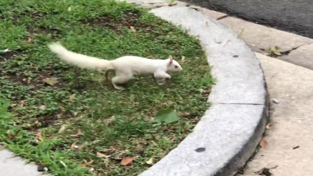 White squirrel in Washington, DC - YouTube