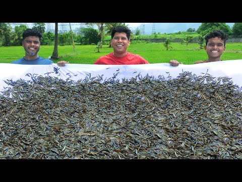 20 MILLON TINY FISH | Ayira Fish Cleaning Adn Coocking | Rare River ...