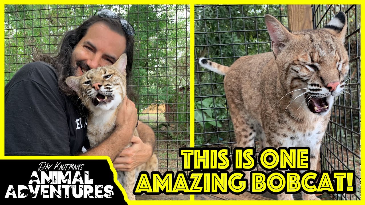 Meet the FRIENDLIEST BOBCAT in the world! - YouTube