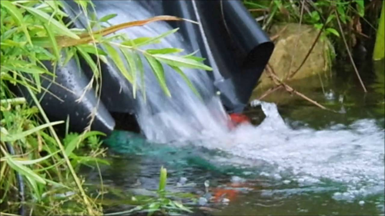 Goldfisch oder Lachs - YouTube