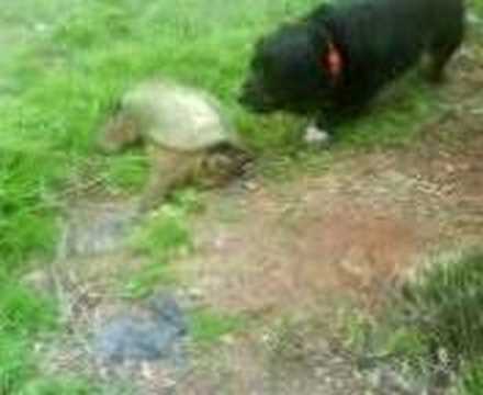 DOG VS SNAPPING TURTLE - YouTube